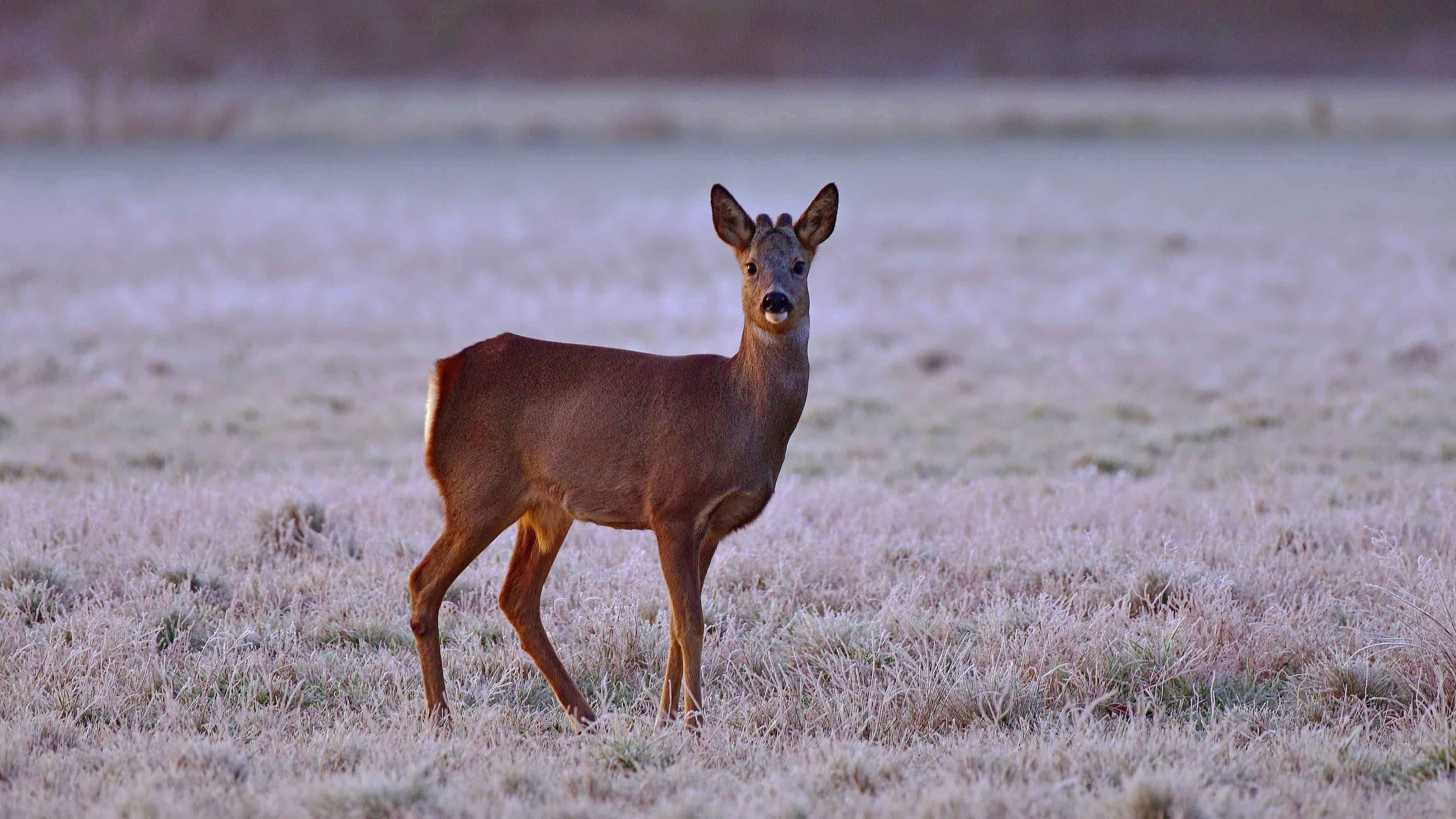 Reeën in de winter - Rond Haaksbergen