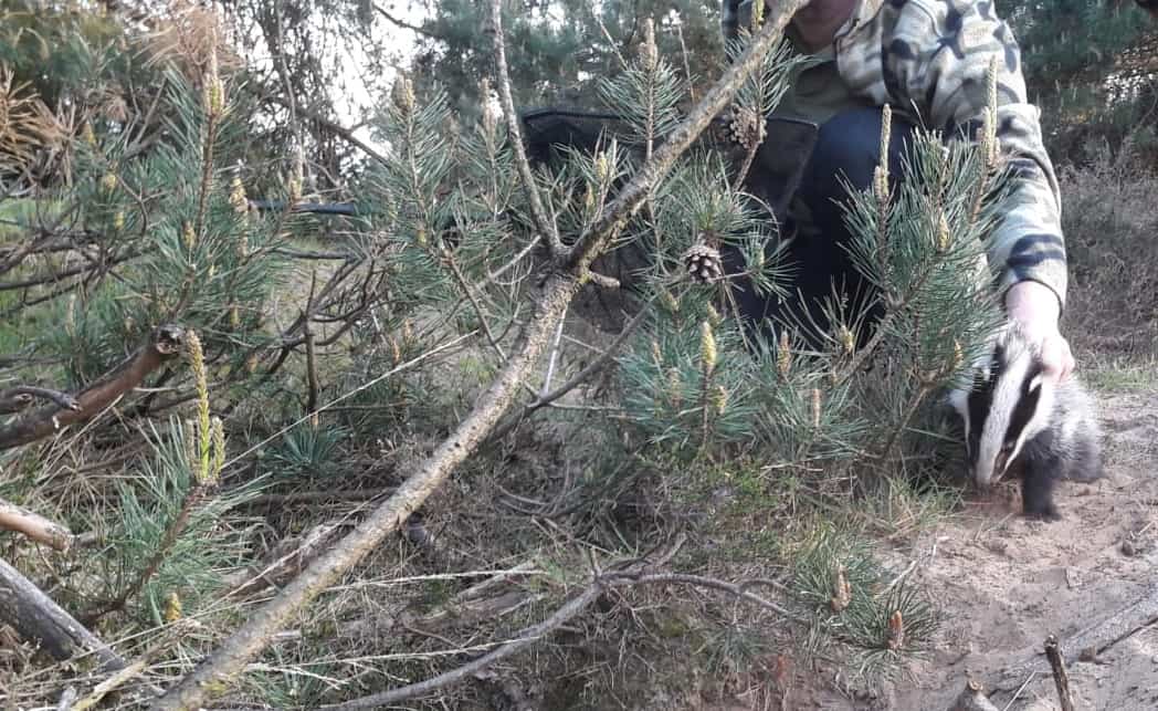 Baby-dassen gered in het Buurserzand - Rond Haaksbergen