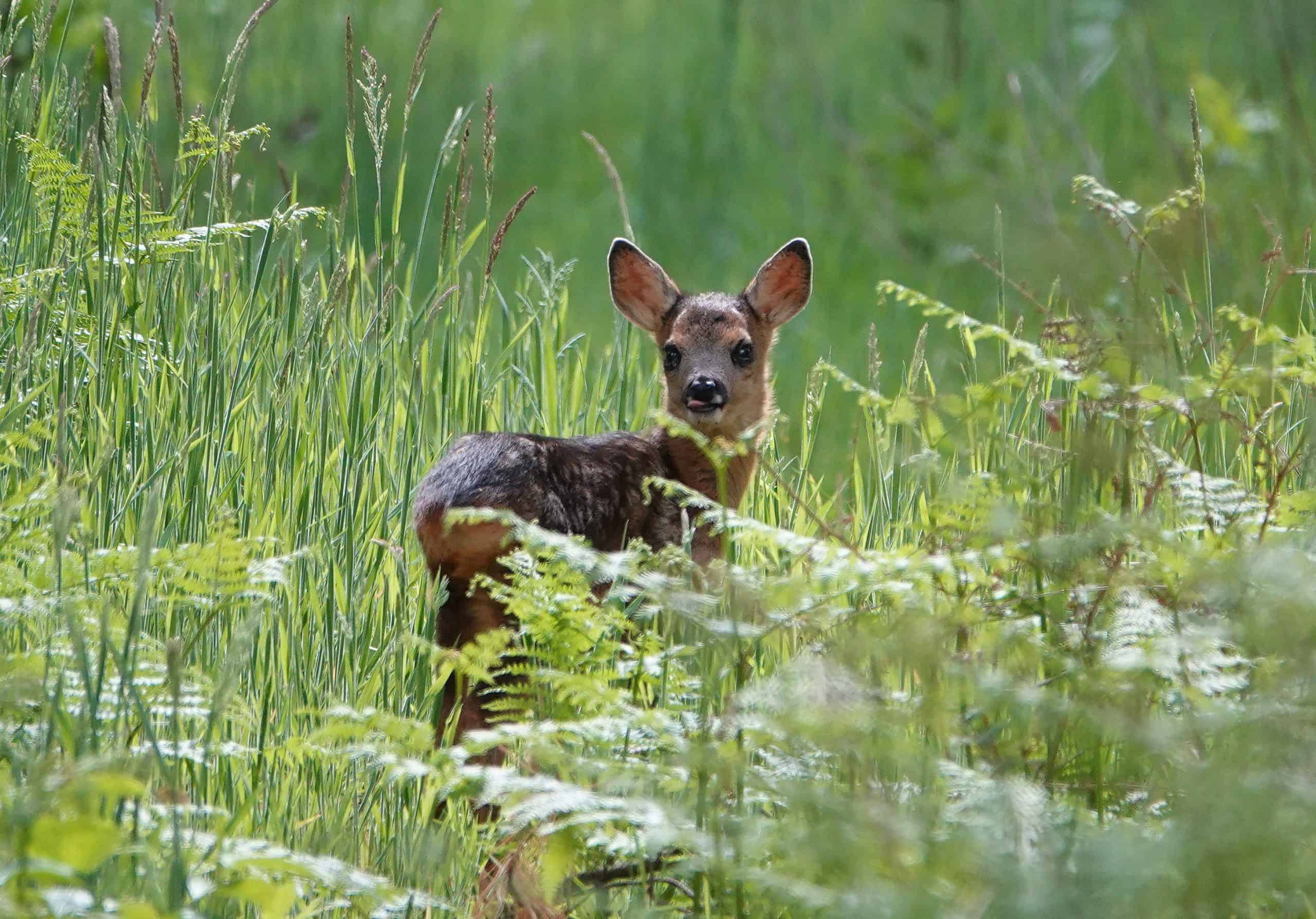 Zorgen om rust in kraamkamer natuur - Rond Haaksbergen