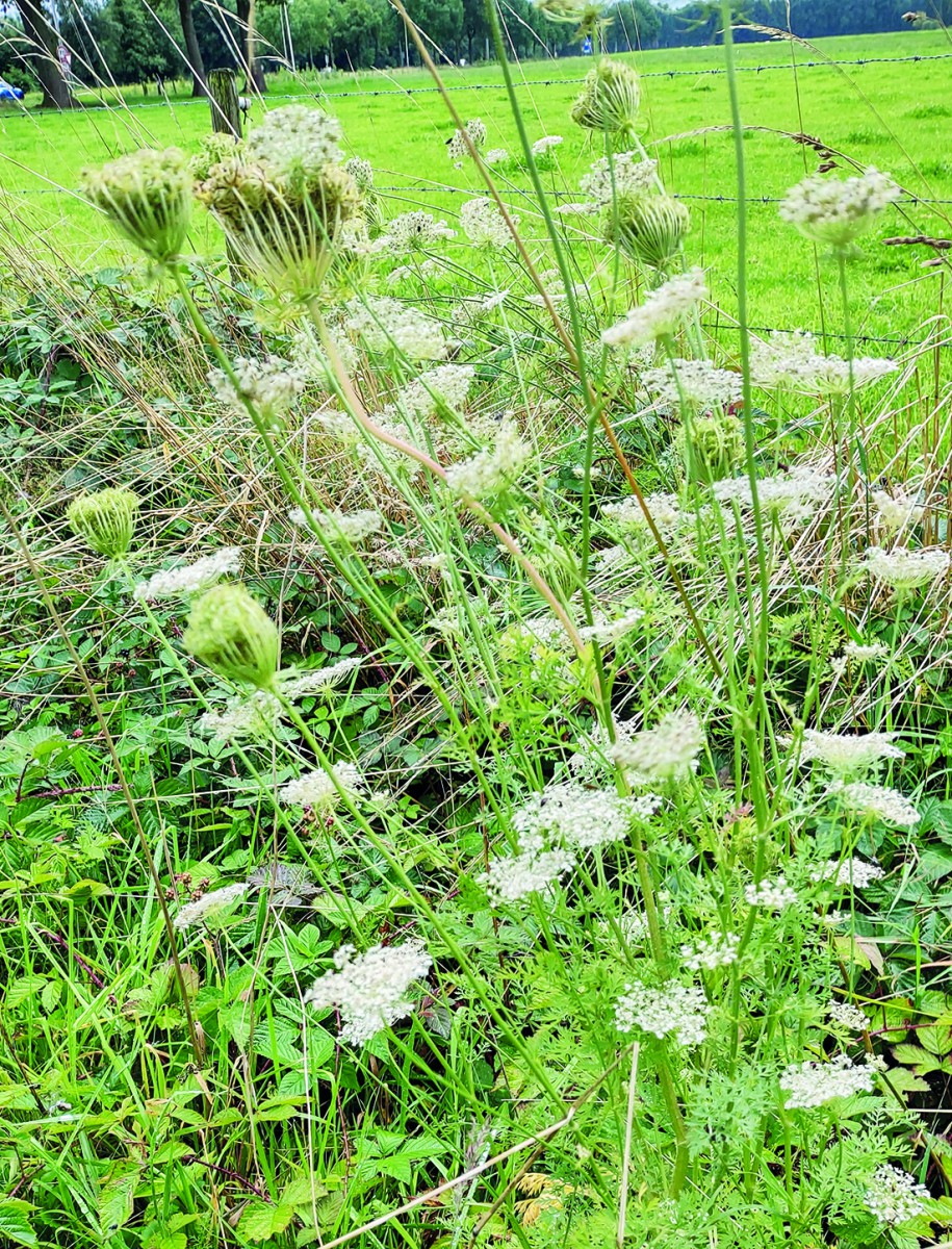 Bermpraat; Wilde Peen - Rond Haaksbergen